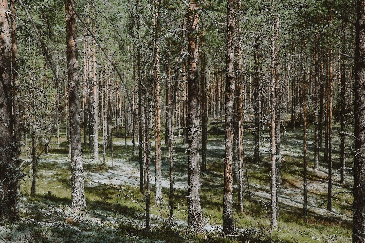 Explore Rokua National Park – Part of Finland’s UNESCO Geopark - In the ...