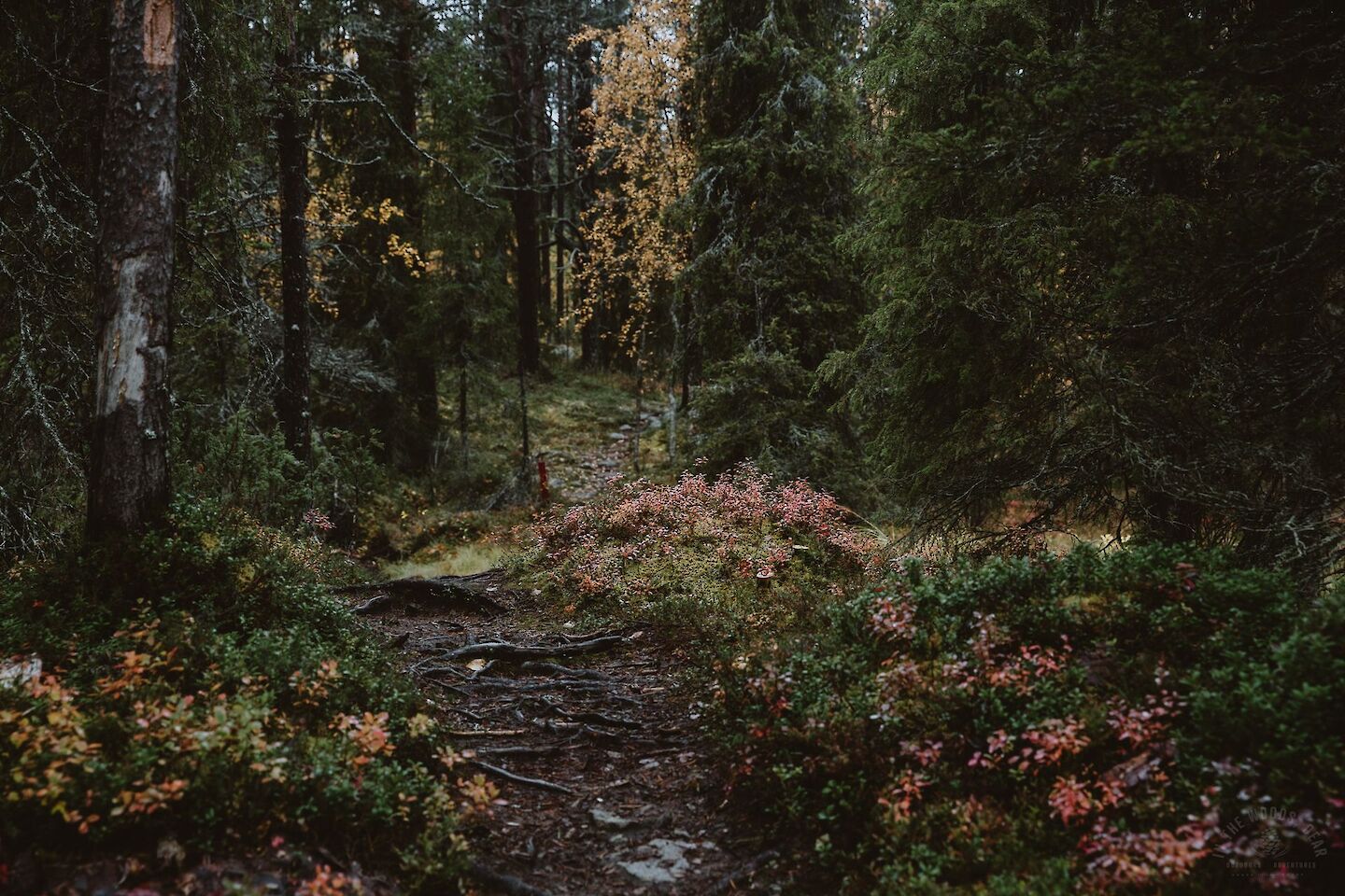 Hiking and Fishing in Lapland - Hammastunturi Wilderness - In the Woods ...