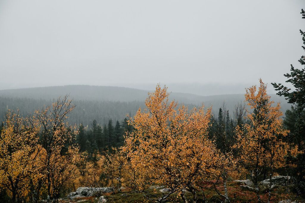 Hiking and Fishing in Lapland - Hammastunturi Wilderness - In the Woods ...