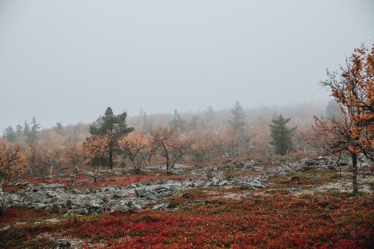 Hiking and Fishing in Lapland - Hammastunturi Wilderness - In the Woods ...