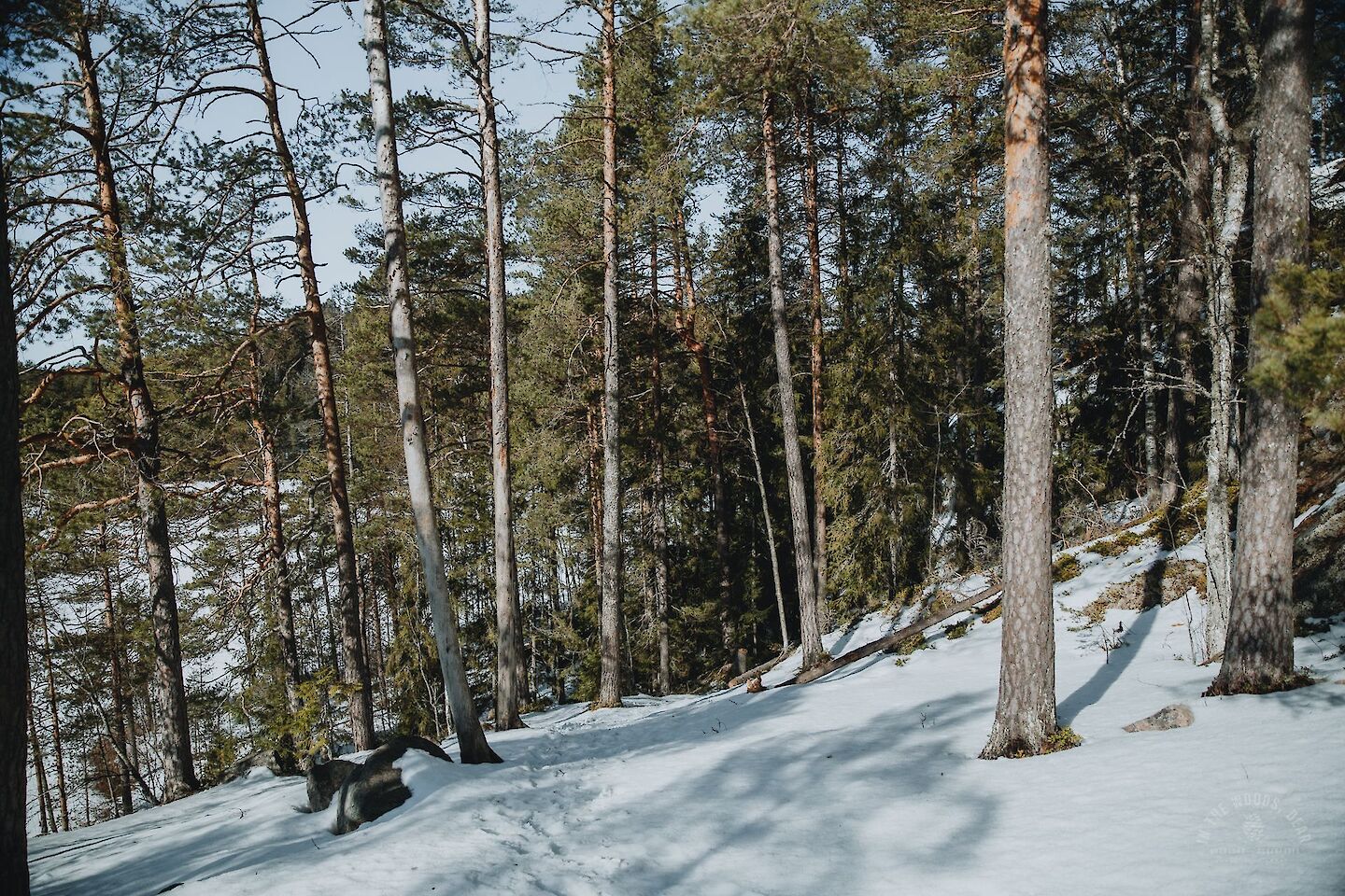 Repovesi National Park in Winter – Snowy Forests and Silence - In the ...