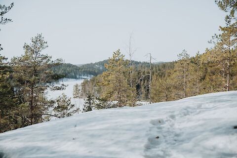 Repovesi National Park in Winter – Snowy Forests and Silence - In the ...