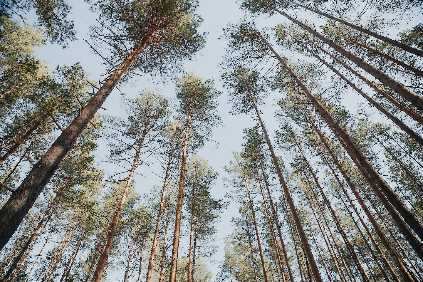 Repovesi National Park in Winter – Snowy Forests and Silence - In the ...