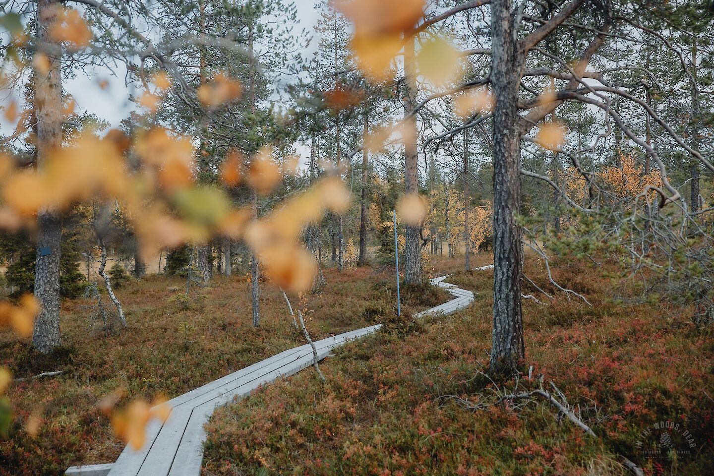 Sallatunturi in Lapland - Above Fells and Ancient Forests - In the ...