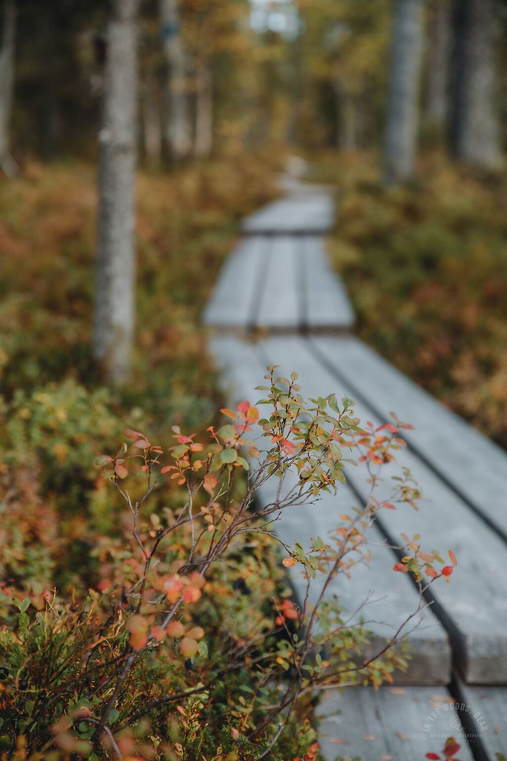 Sallatunturi in Lapland - Above Fells and Ancient Forests - In the ...