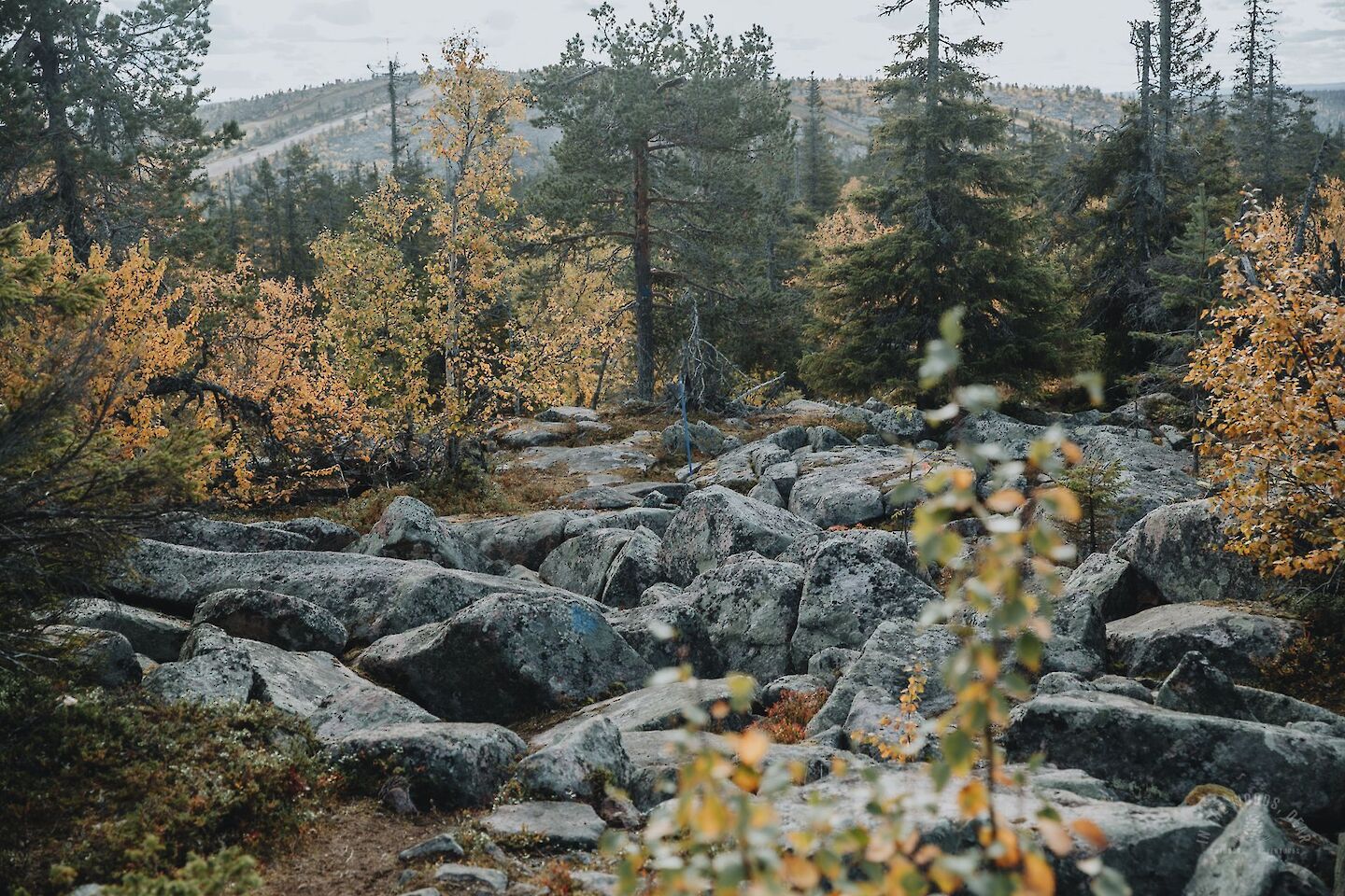 Sallatunturi in Lapland - Above Fells and Ancient Forests - In the ...