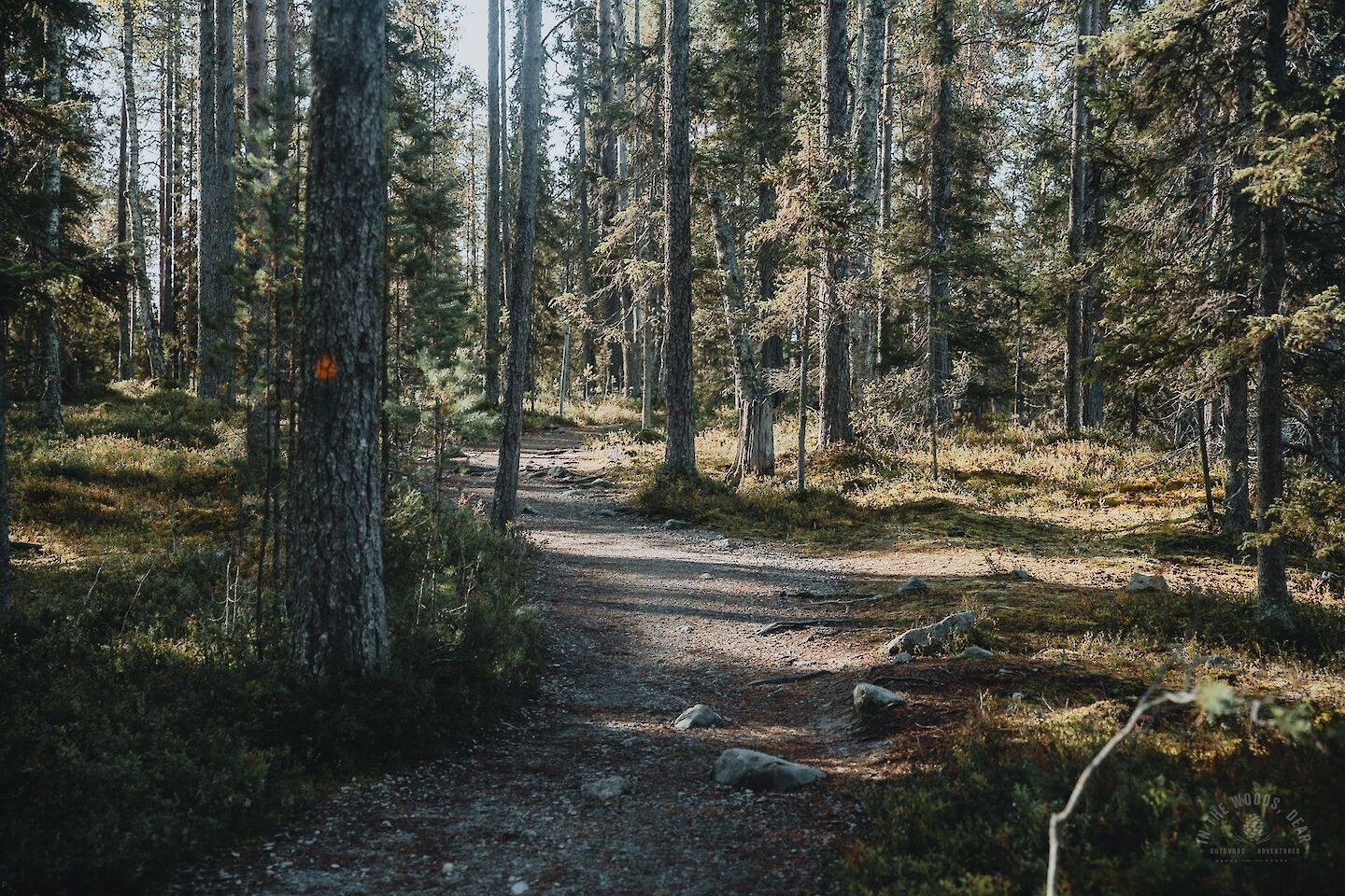 Pieni Karhunkierros (Small Bear's) Trail near Ruka Finland - In the ...