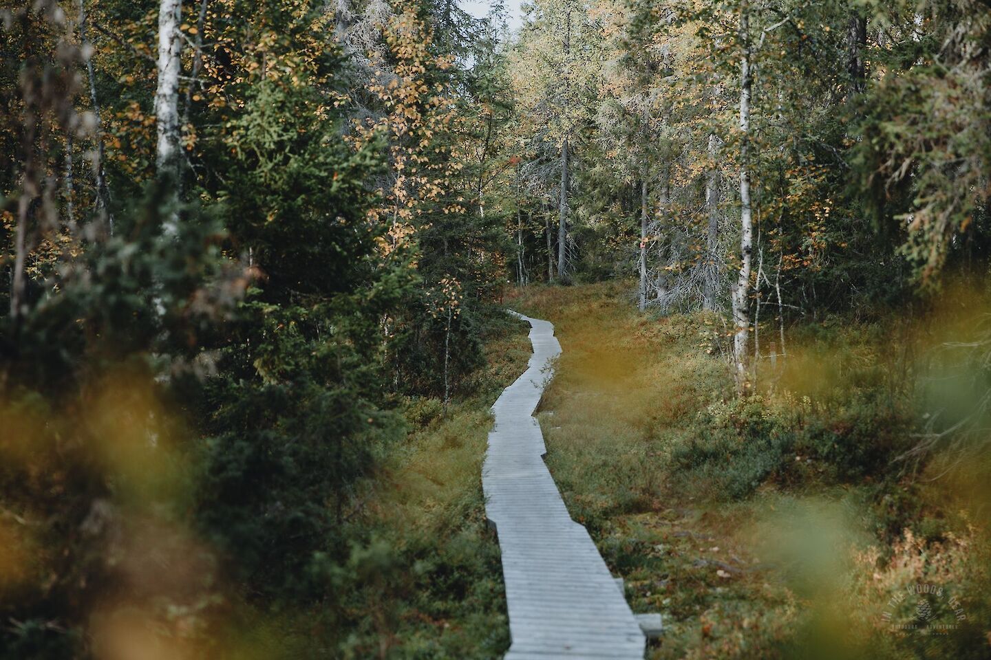 Salla National Park in Lapland – Pahakuru Trail - In the Woods, Dear