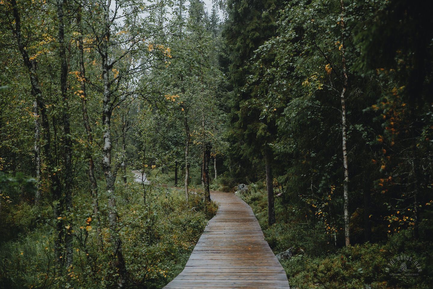 Pyhä-Luosto, Lapland - Isokuru & Karhunjuomalampi - In the Woods, Dear