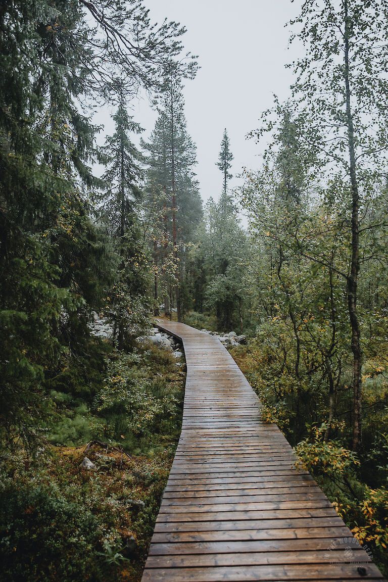 Pyhä-Luosto, Lapland - Isokuru & Karhunjuomalampi - In the Woods, Dear