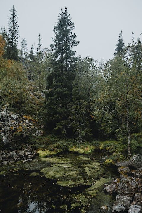 Pyhä-Luosto, Lapland - Isokuru & Karhunjuomalampi - In the Woods, Dear
