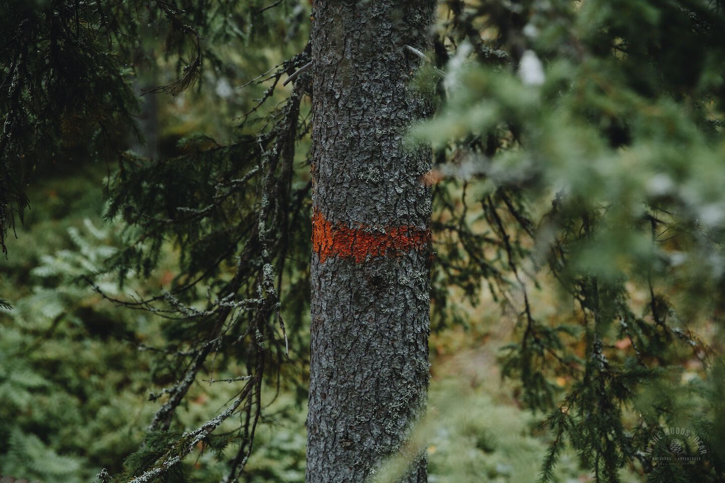 Pyhä-Luosto, Lapland - Isokuru & Karhunjuomalampi - In the Woods, Dear