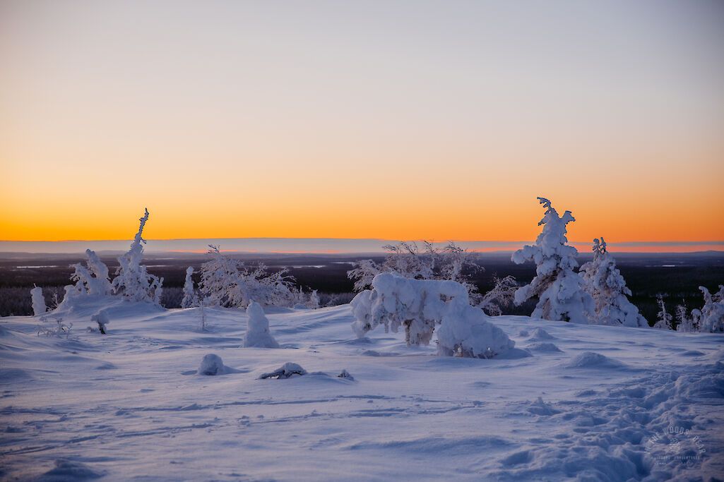 Salla Lapland - Hiking Iso Pyhätunturi Fell in Winter - In the Woods, Dear