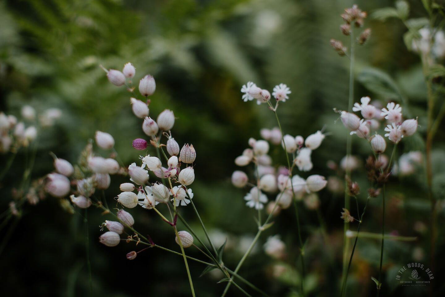 Lårdalstigen - Amazing Hike in Telemark, Norway - In the Woods, Dear