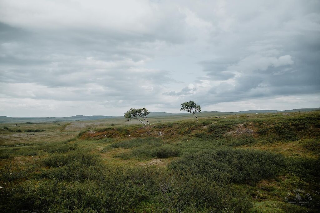 Alta Canyon - An Amazing Hike to Sautso, Norway - In the Woods, Dear